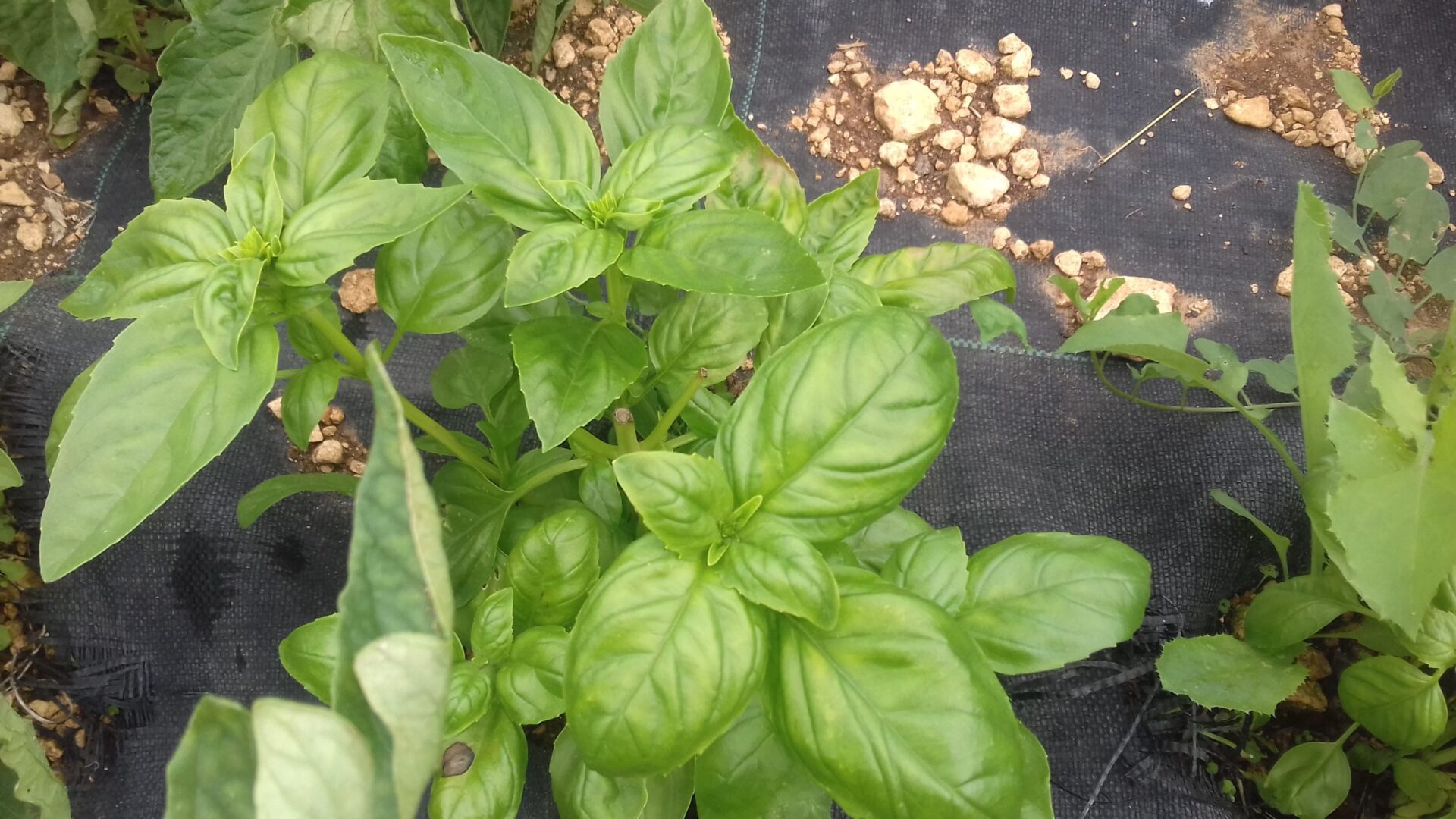 Basilic Grand Vert | Floriclaire