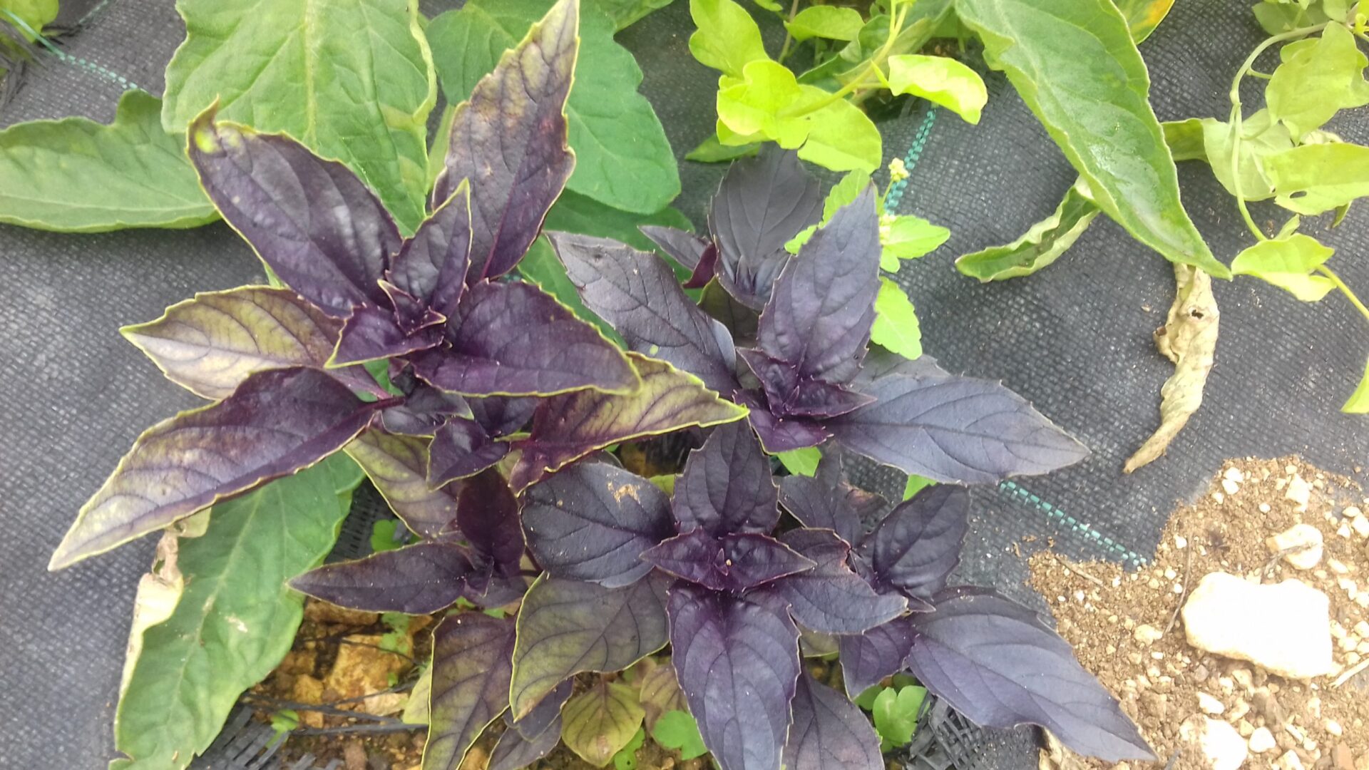 Basilic Pourpre | Floriclaire